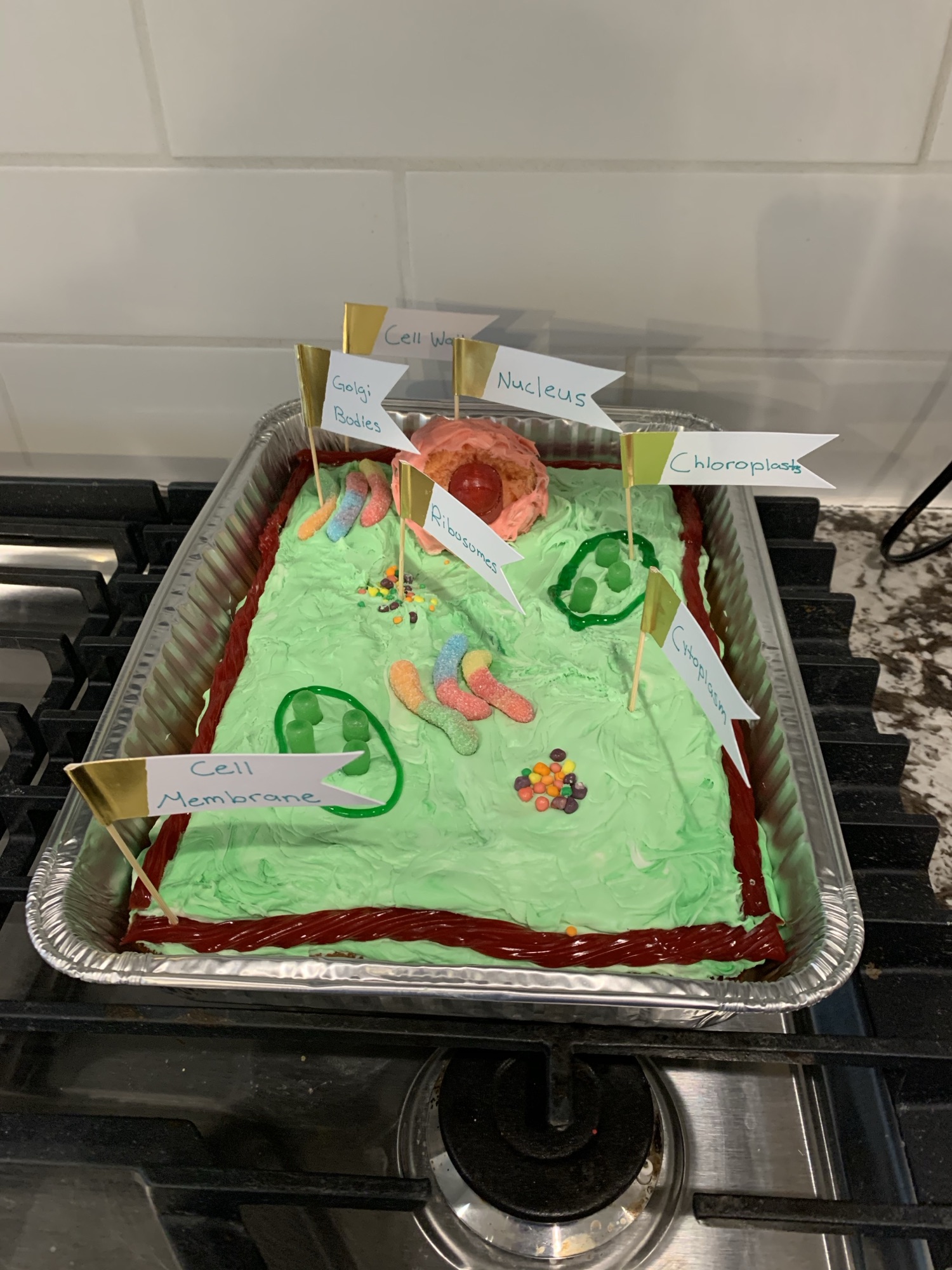 Fun 3D Plant Cell Cake Tutorial for Kids - it's hammer time: a beginner ...